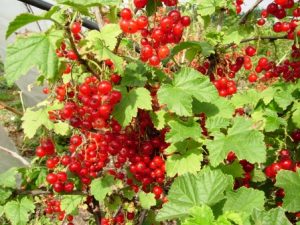 Groseilles (barquette de 200g) - Les plaisirs du Jardin